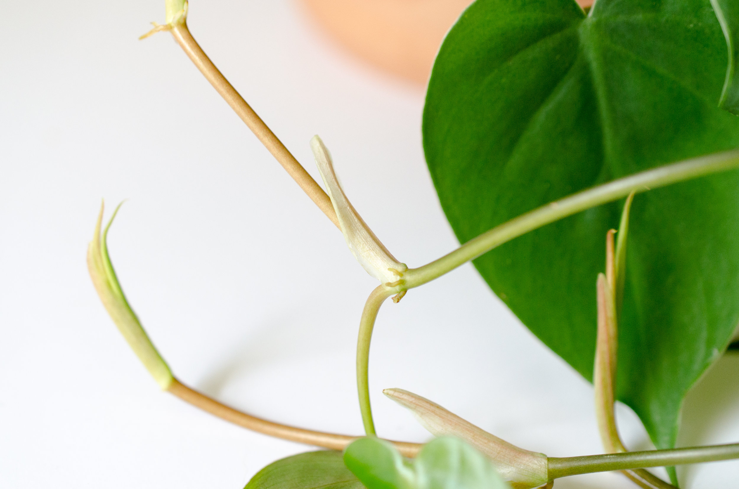 Know your plants: how to tell the difference between a philodendron and ...