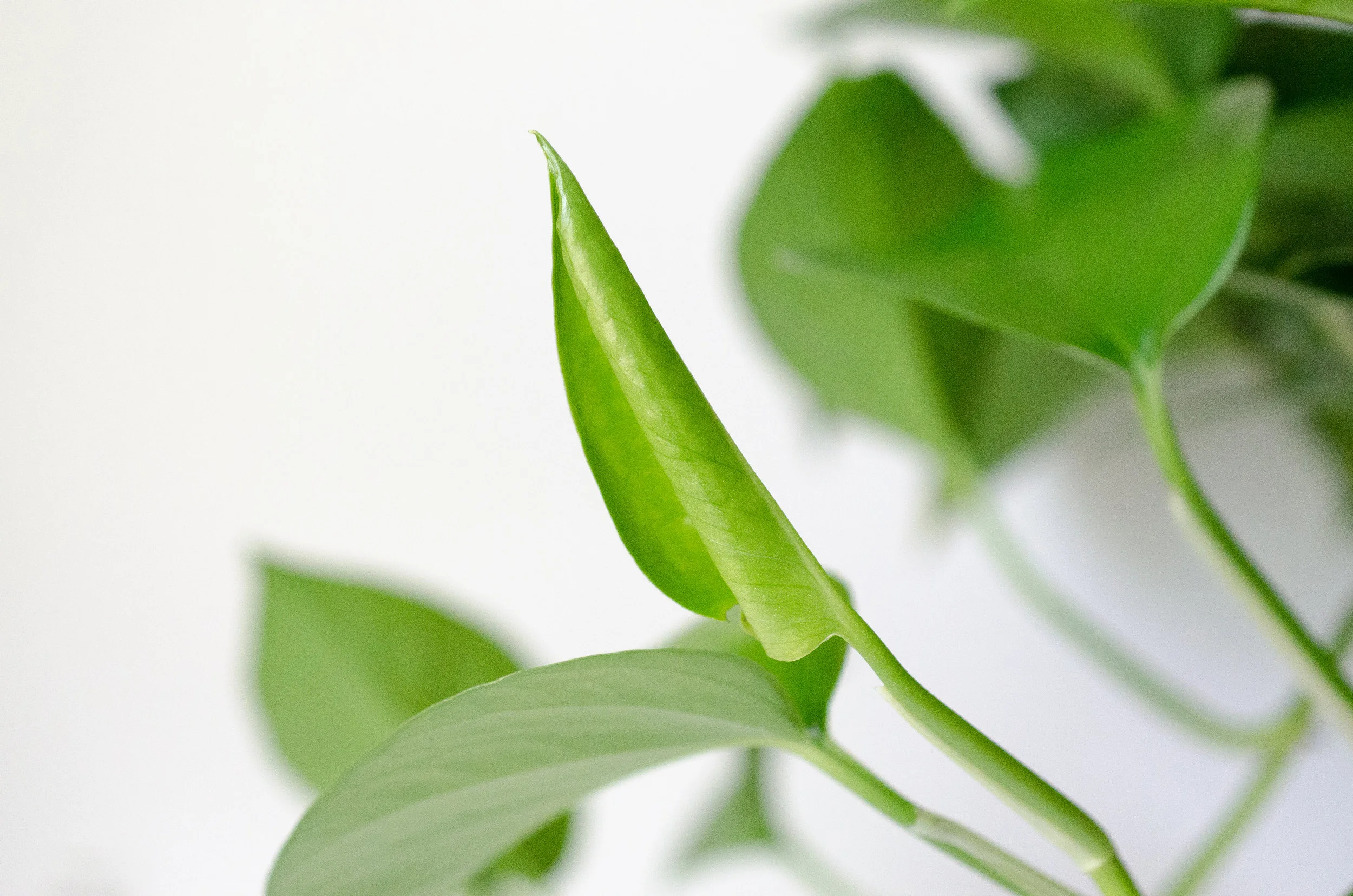 Know your plants: how to tell the difference between a philodendron and ...