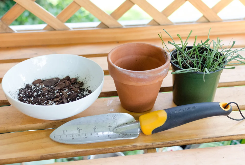 Plant how-to: repotting — Stamen & Stem