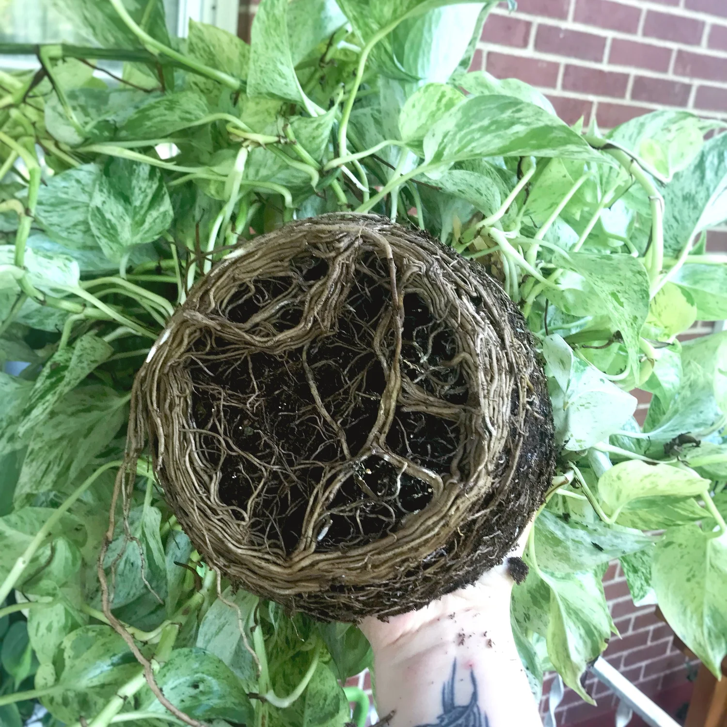 Plant how-to: repotting — Stamen & Stem