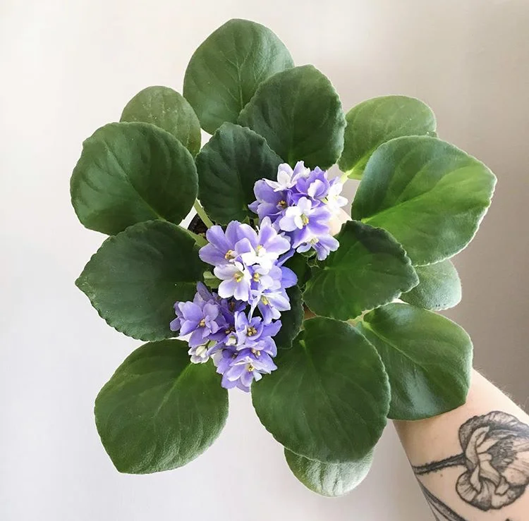 Plant profile: African Violets — Stamen & Stem