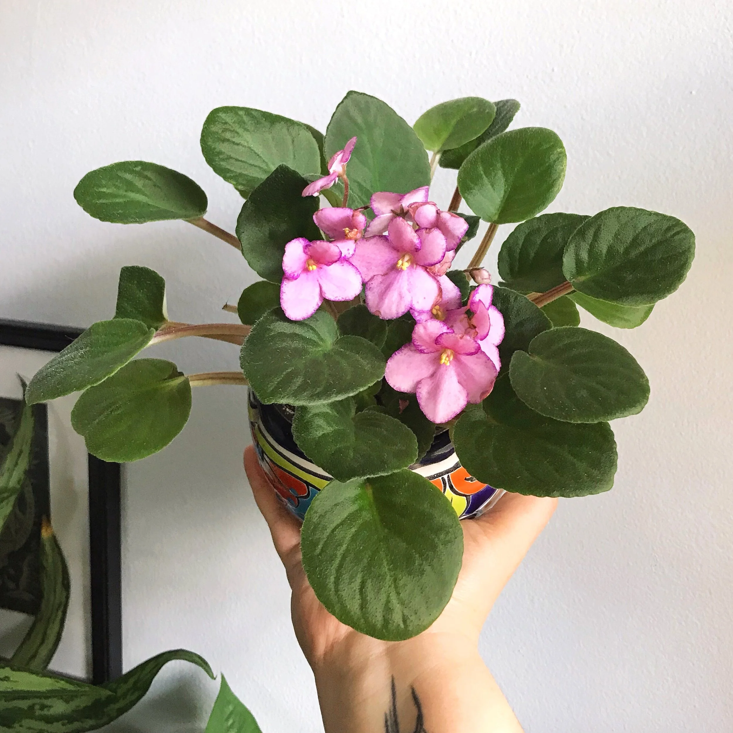 Plant profile: African Violets — Stamen & Stem
