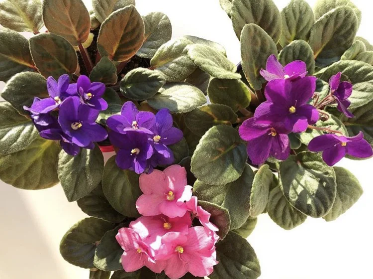 Plant profile: African Violets — Stamen & Stem