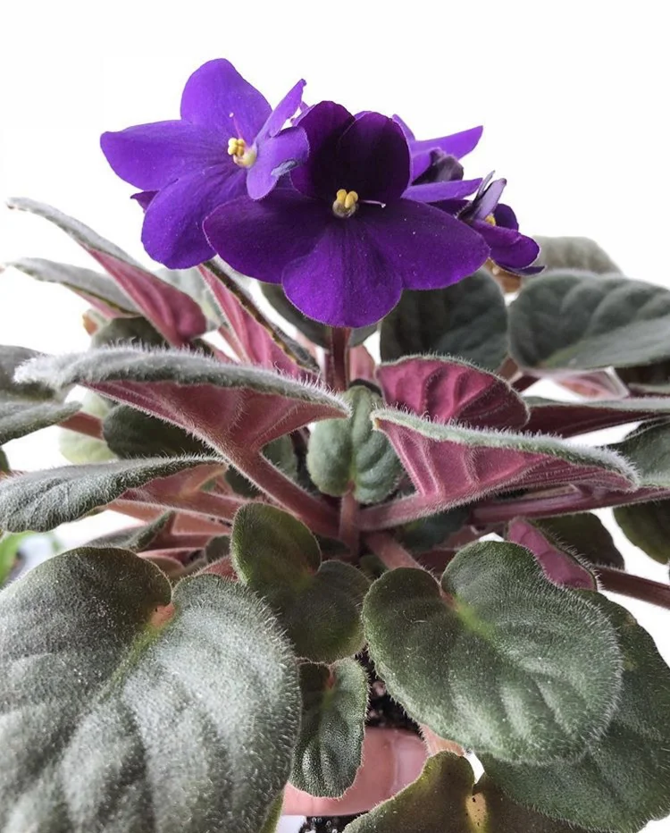 Plant profile: African Violets — Stamen & Stem