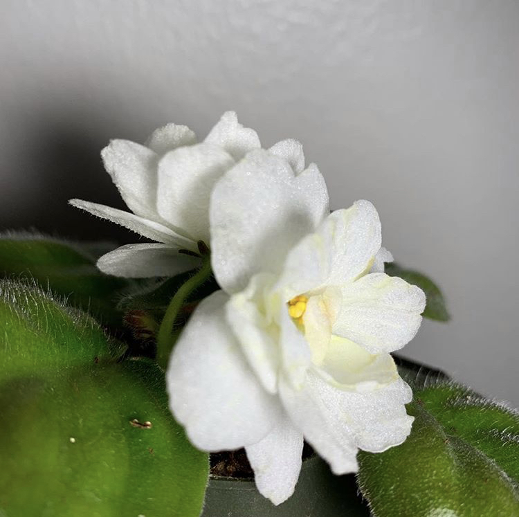 Plant profile: African Violets — Stamen & Stem