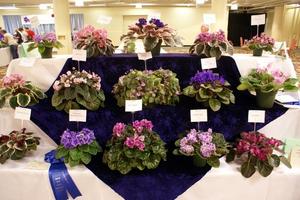 Plant profile: African Violets — Stamen & Stem