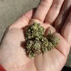 Strains to Keep You Sane During the 2020 Presidential Campaign ...