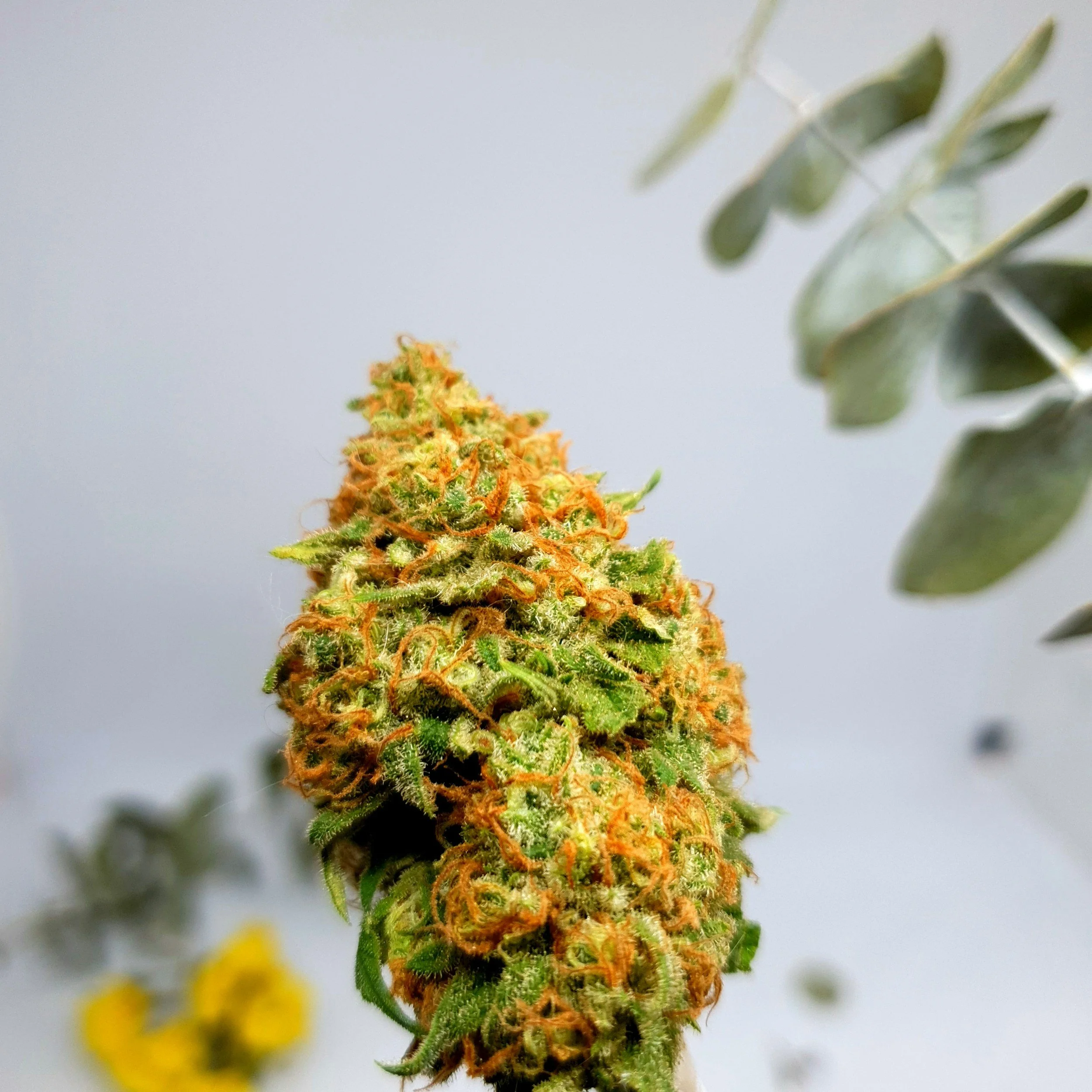 Landrace Strains 101: What They Are and Why They Matter Today — Hashtag ...