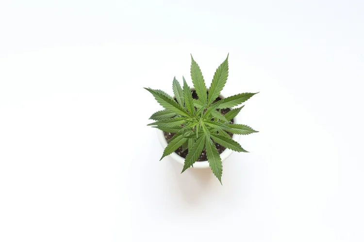 Landrace Strains 101: What They Are and Why They Matter Today — Hashtag ...