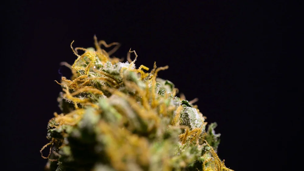 What Makes Cannabis Flower Sticky? Understanding Trichomes & Resin ...