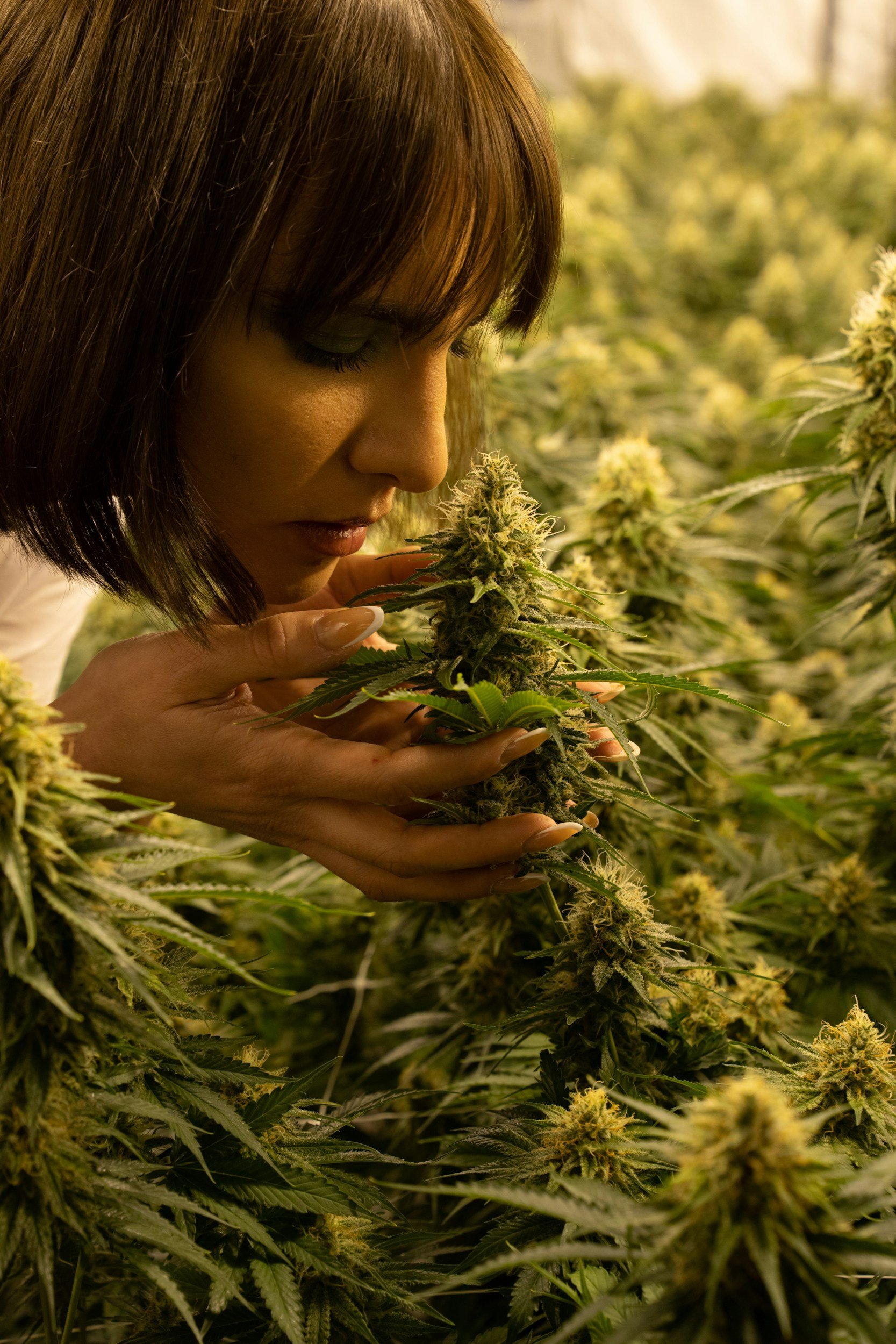 What Do Terpenes Actually Do? A Beginner’s Guide to Their Role in ...