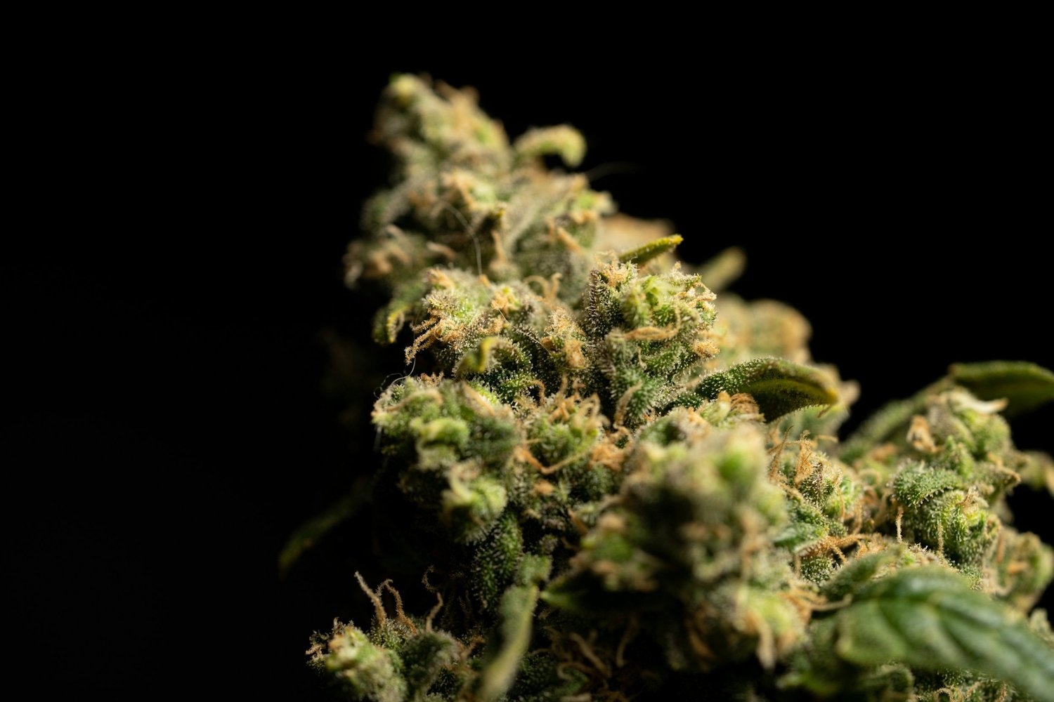 What Do Terpenes Actually Do? A Beginner’s Guide to Their Role in ...