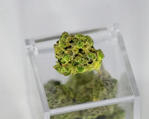What Do Terpenes Actually Do? A Beginner’s Guide to Their Role in ...