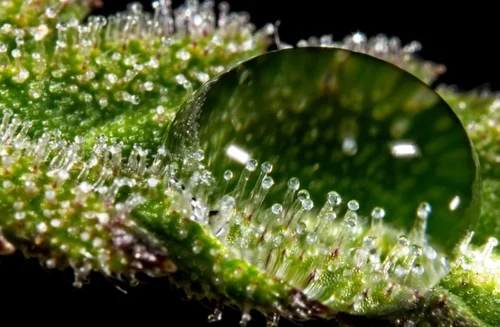 What Are Minor Cannabinoids? A Guide to CBG, CBC, THCV & More — Hashtag ...