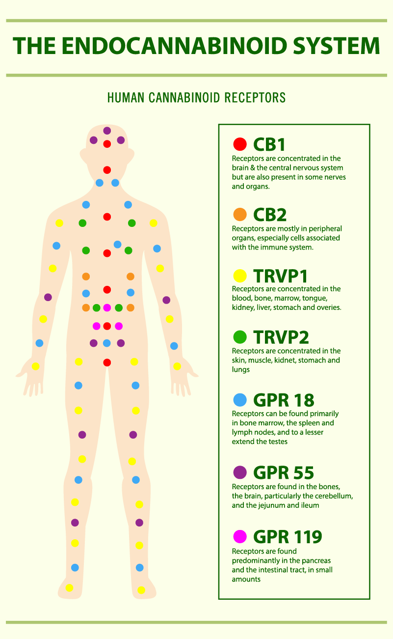 How THC Gets You High: The Endocannabinoid System Explained — Hashtag ...