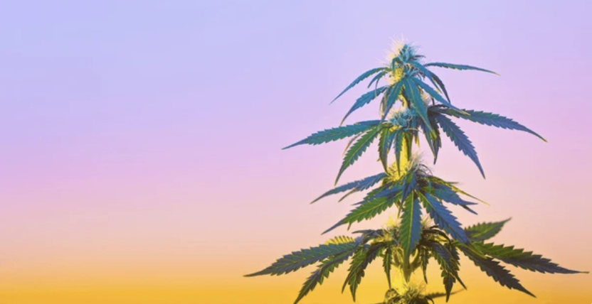 What Is a “Haze” Strain? Explaining Its History, Effects & Family Tree ...