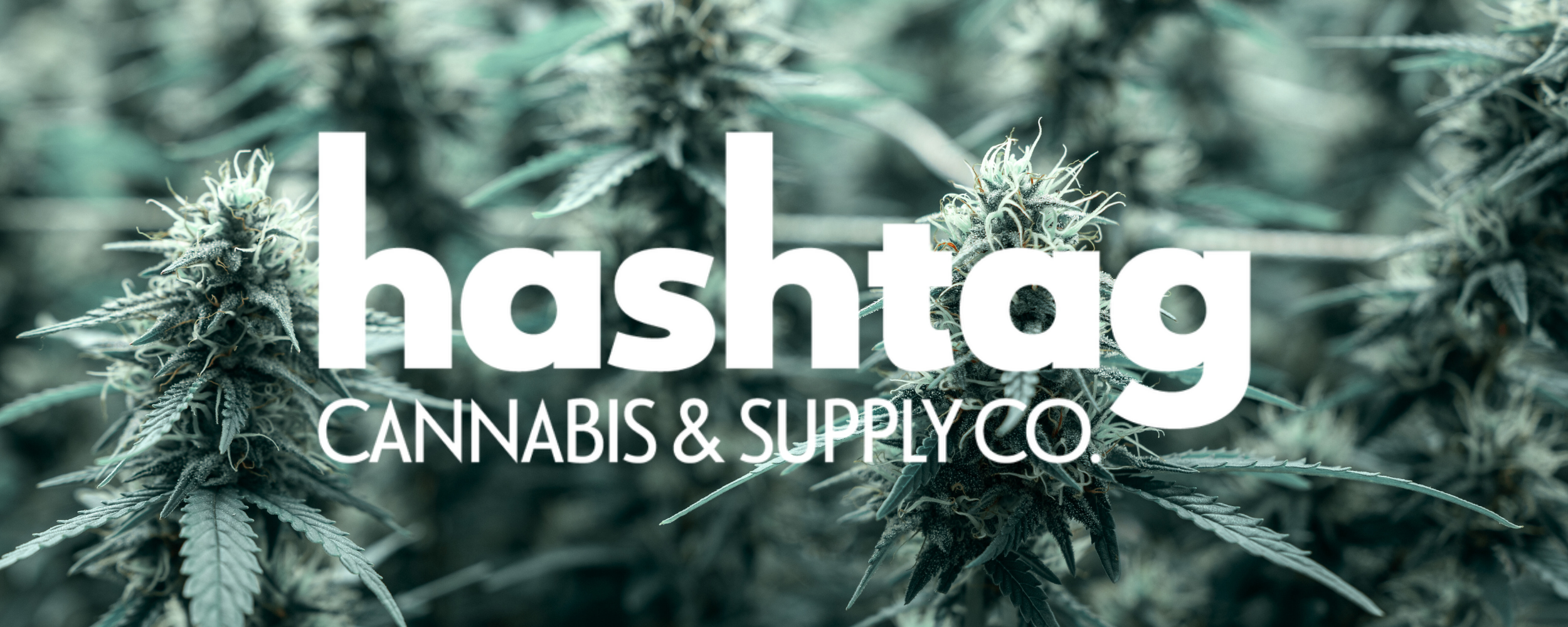 What Is a “Haze” Strain? Explaining Its History, Effects & Family Tree ...