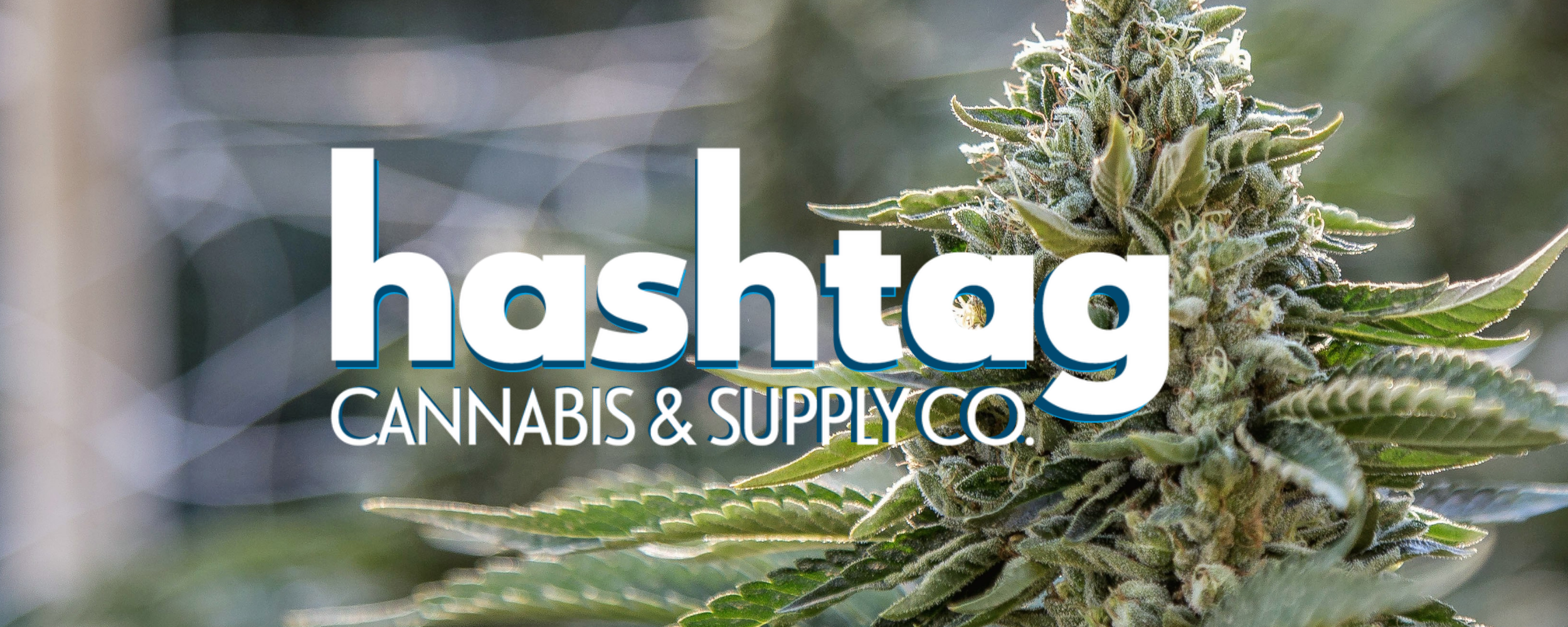 Cannabis “Cola” vs. “Bud” vs. “Nug” - What’s the Difference? — Hashtag ...