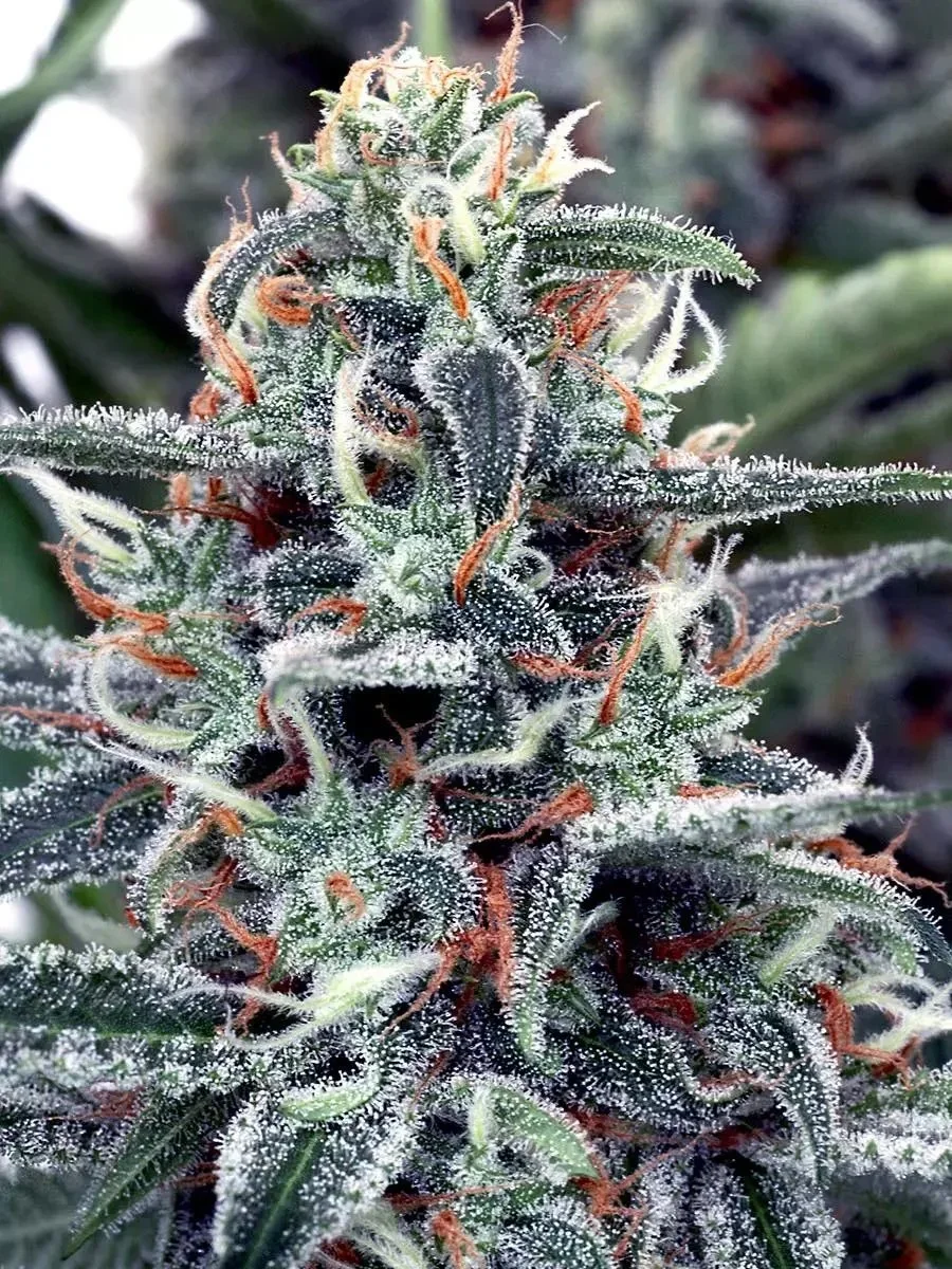 How Did White Widow Get Its Name? — Hashtag Cannabis