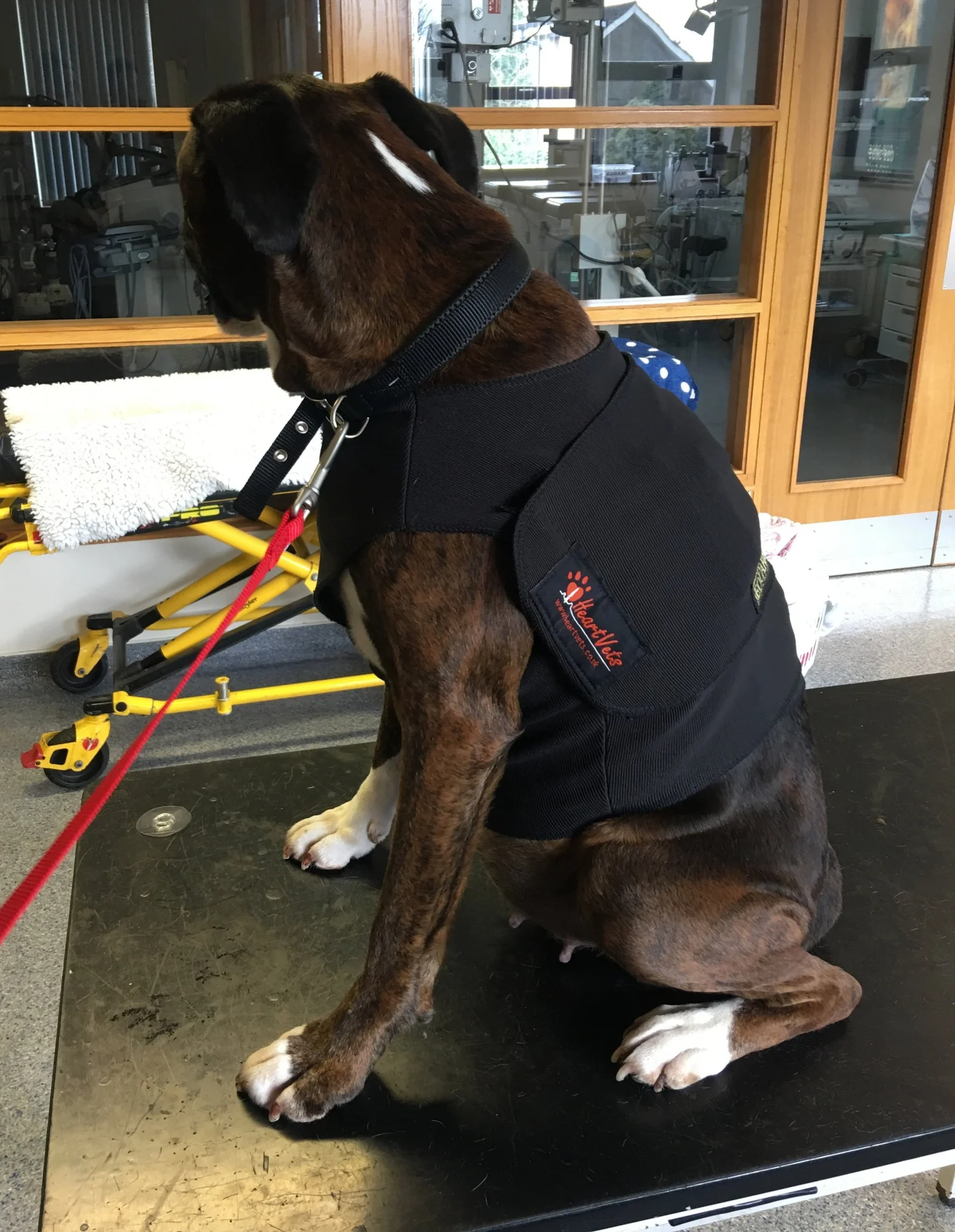 Veterinary Cardiology and Respiratory Referrals | Northern Ireland ...