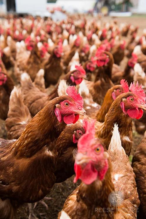 Fili-West Farms: A Chicken and Egg Story — Compost and Cava