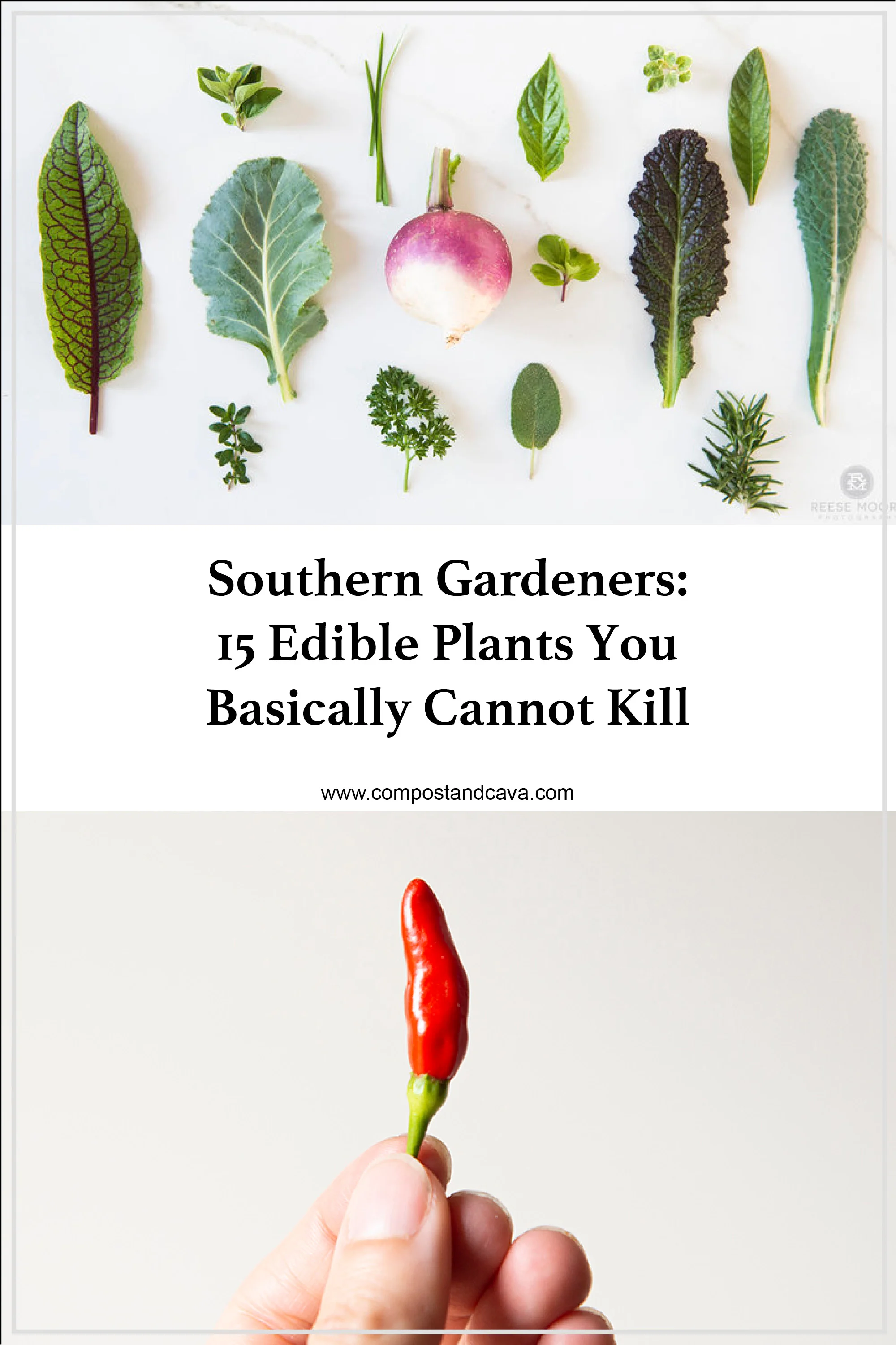 Southern Gardeners: 15 Edible Plants You Basically Cannot Kill ...