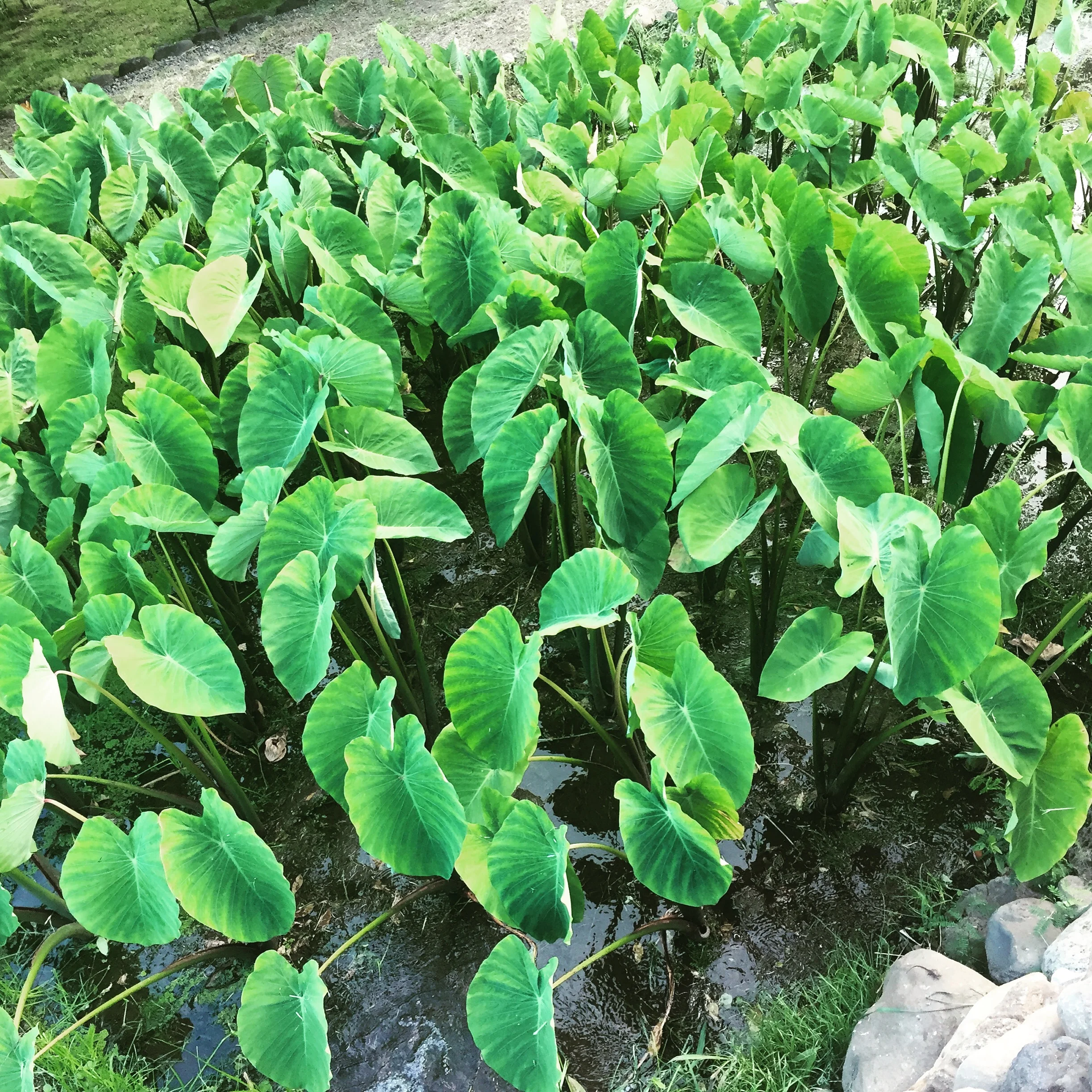 Noho'ana Farm