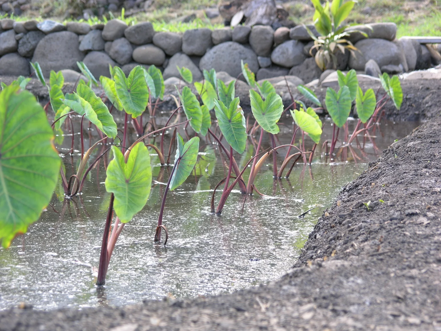 Kalo Information — Noho'ana Farm