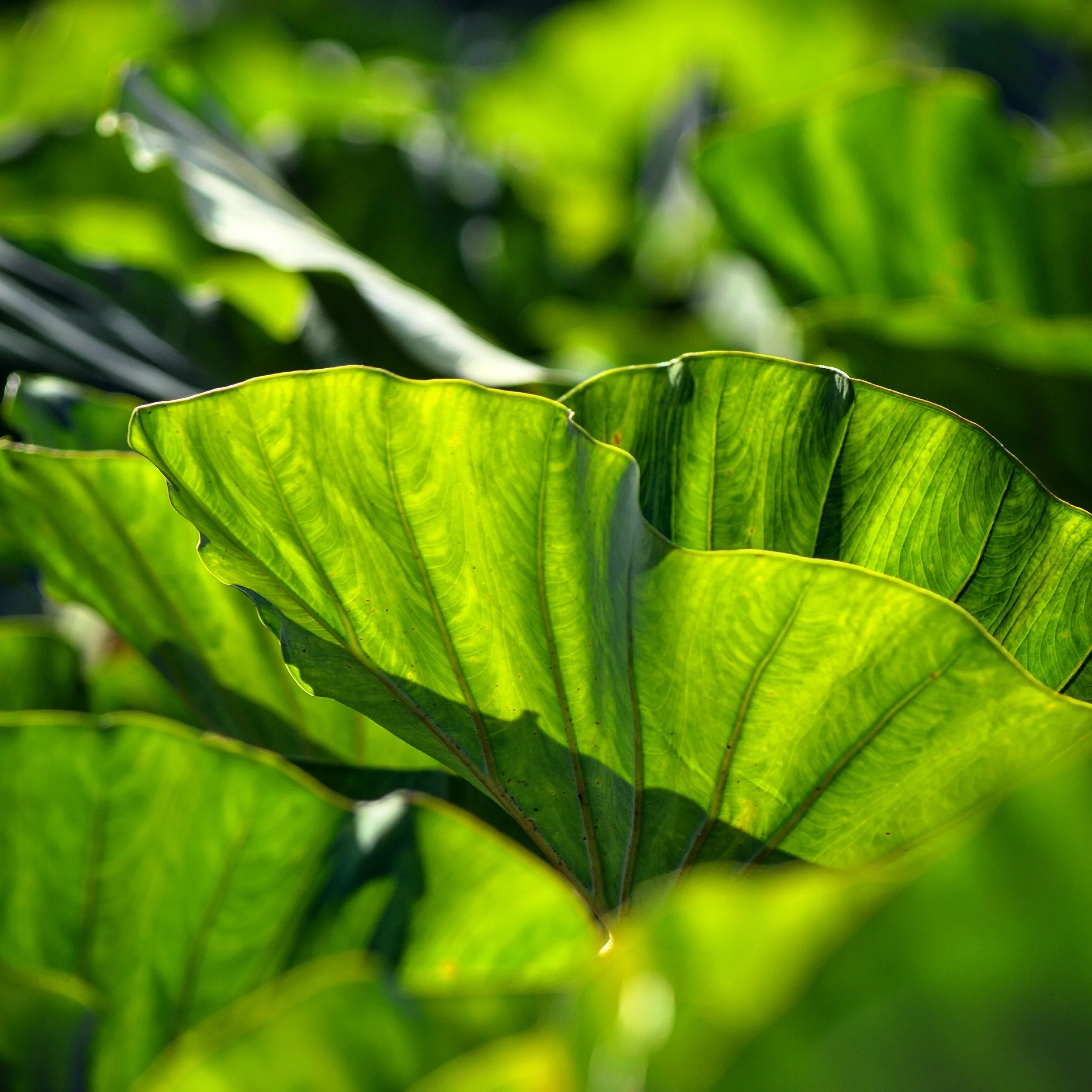 Kalo Information — Noho'ana Farm