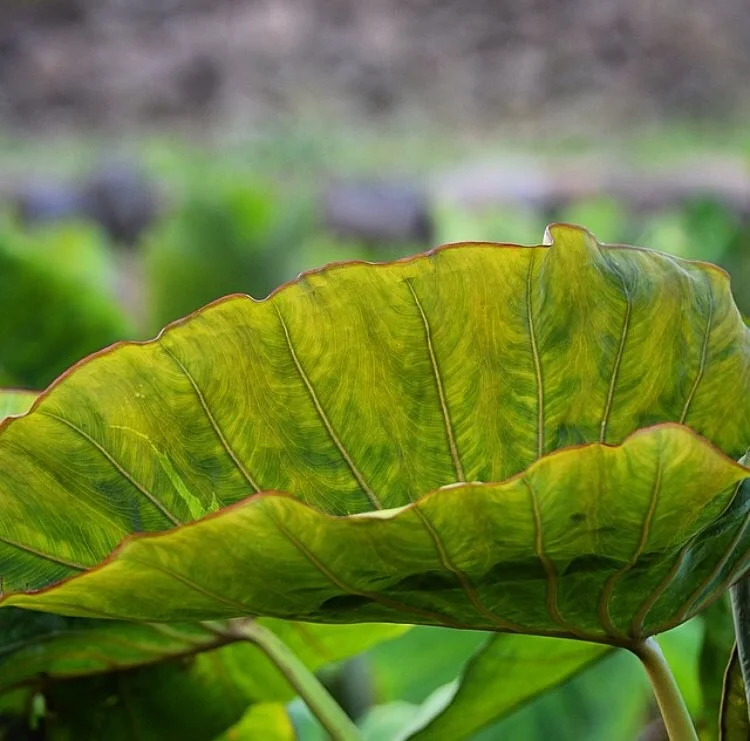 Kalo Information — Noho'ana Farm