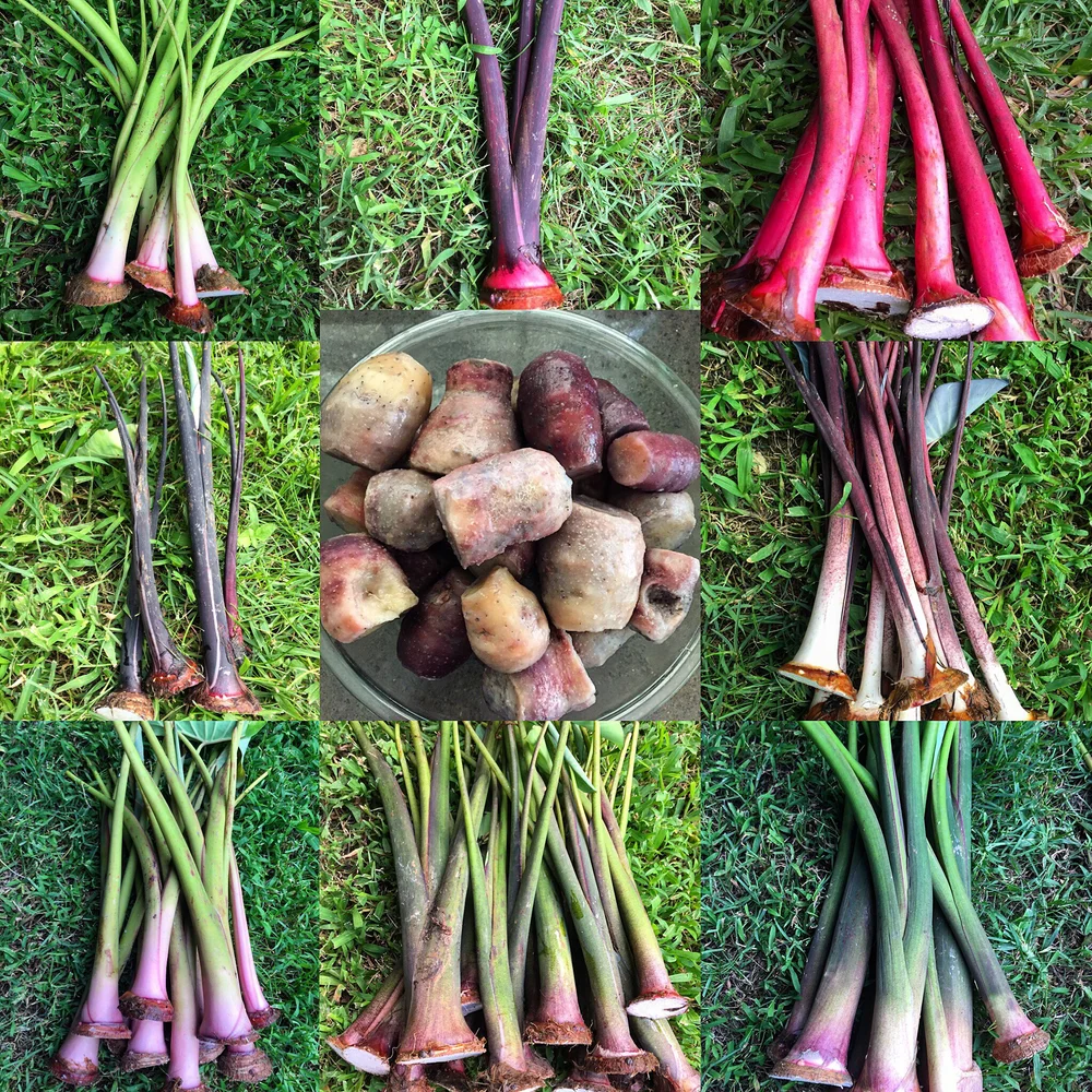 Kalo Information — Noho'ana Farm