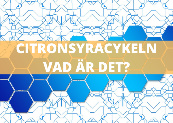 IntensivePT - Citronsyracykeln - Vad är det?