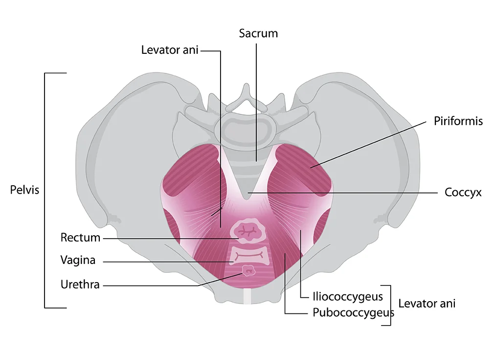The Pelvic Floor's Crucial Role During Vaginal Birth and How to Support ...