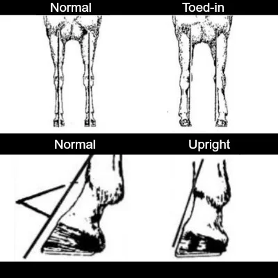 Ringbone in Horses - Diagnosis & Treatment — Irongate Equine Clinic