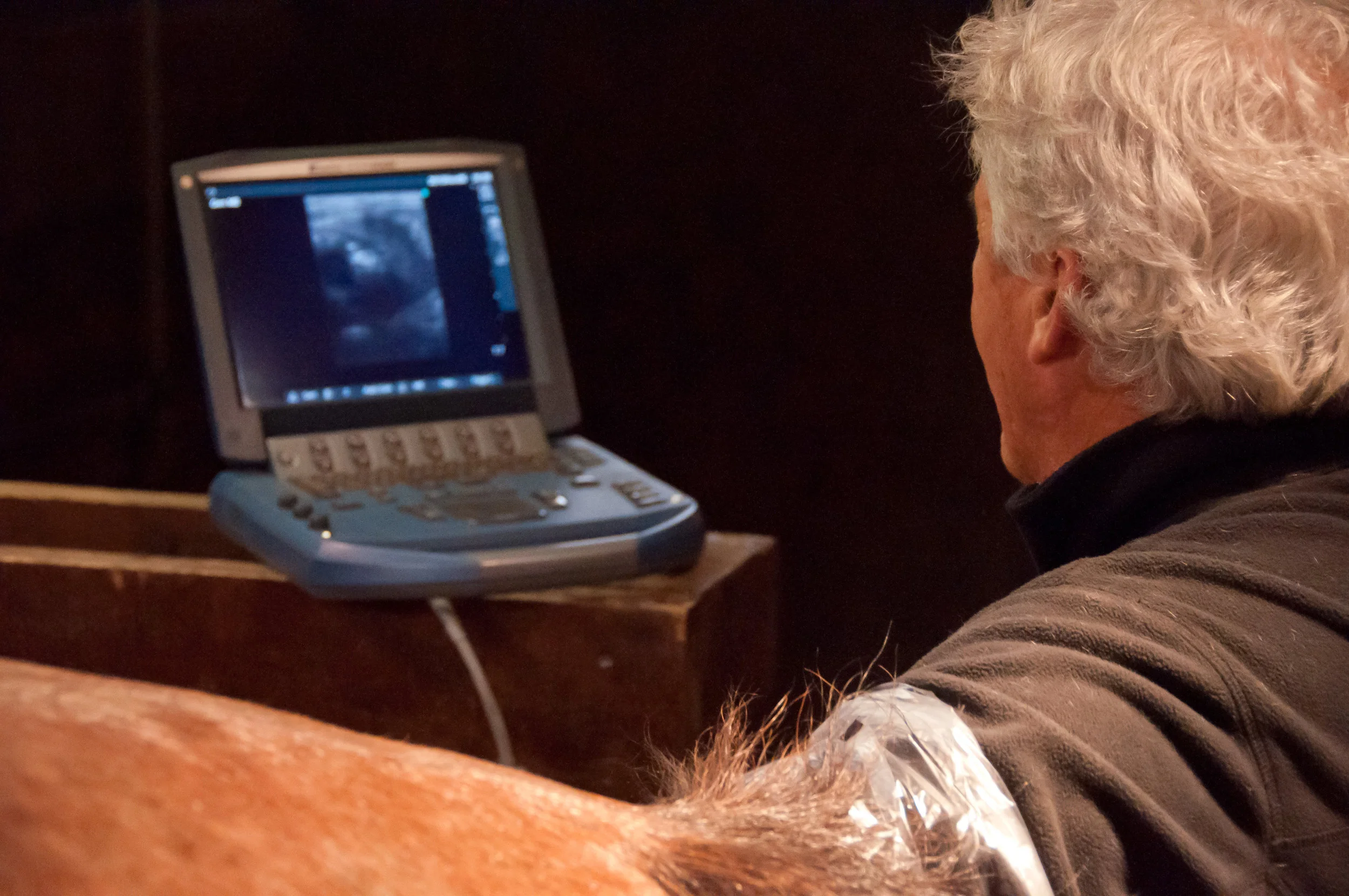 When is the Best Time to Breed Your Mare? — Irongate Equine Clinic