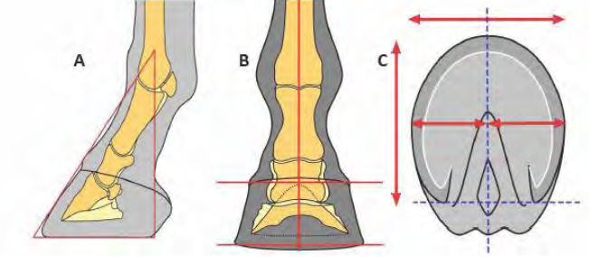 The Balanced or "Normal" Hoof — Irongate Equine Clinic