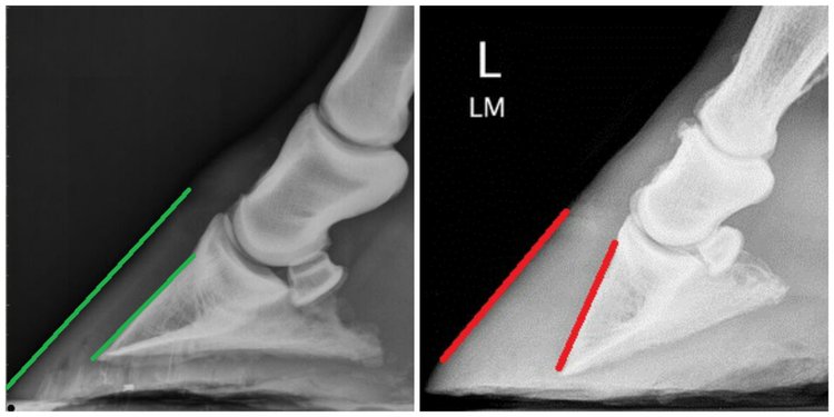 Everything You Need to Know About Laminitis — Irongate Equine Clinic