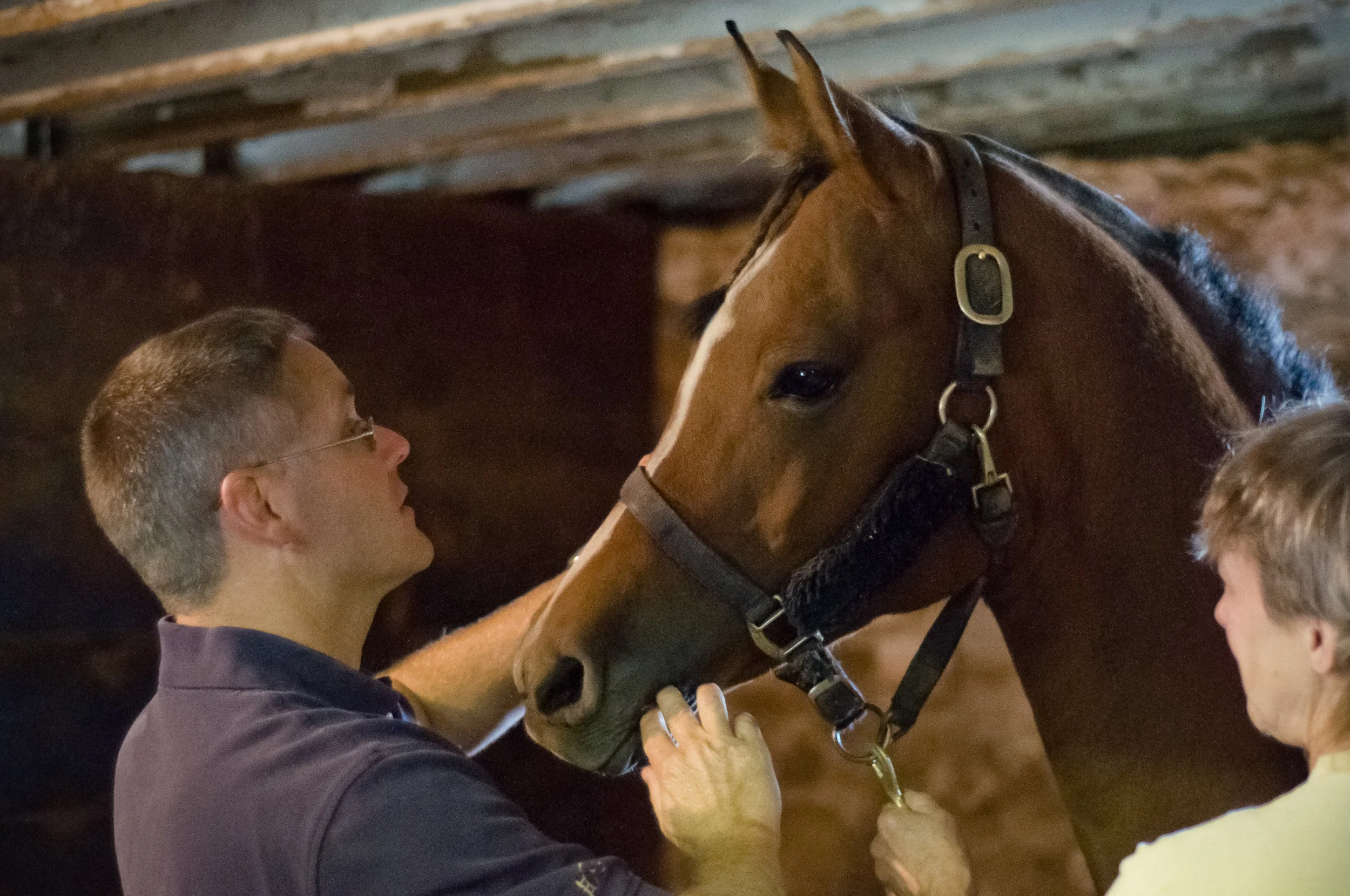 The Physical Examination - 120 Seconds and $0 — Irongate Equine Clinic