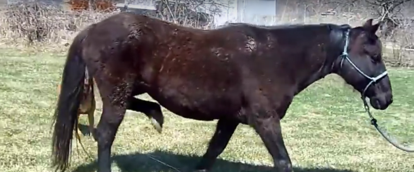 Stringhalt: The Marionette Horse — Irongate Equine Clinic