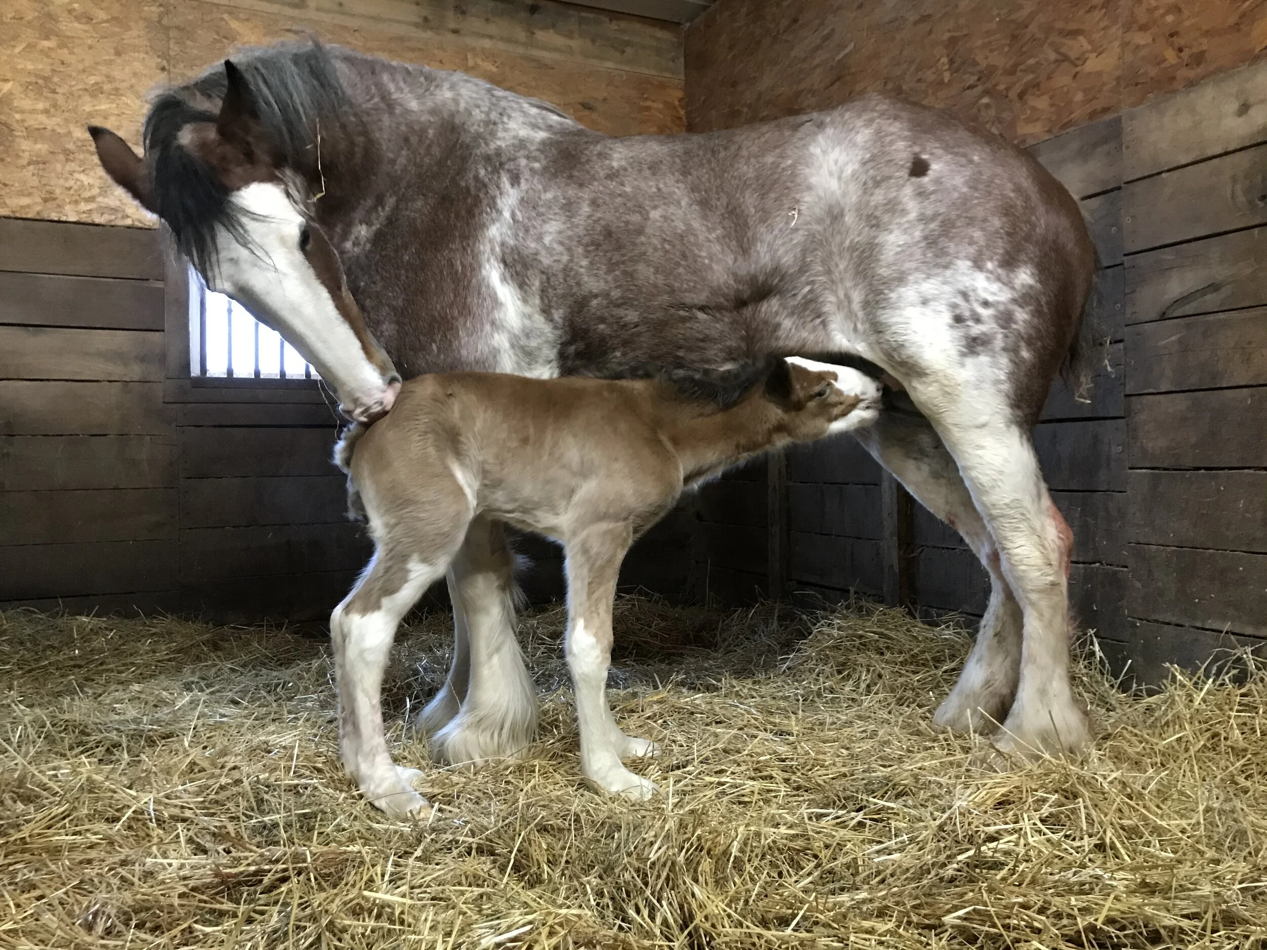Importance of a Newborn Foal Examination — Irongate Equine Clinic
