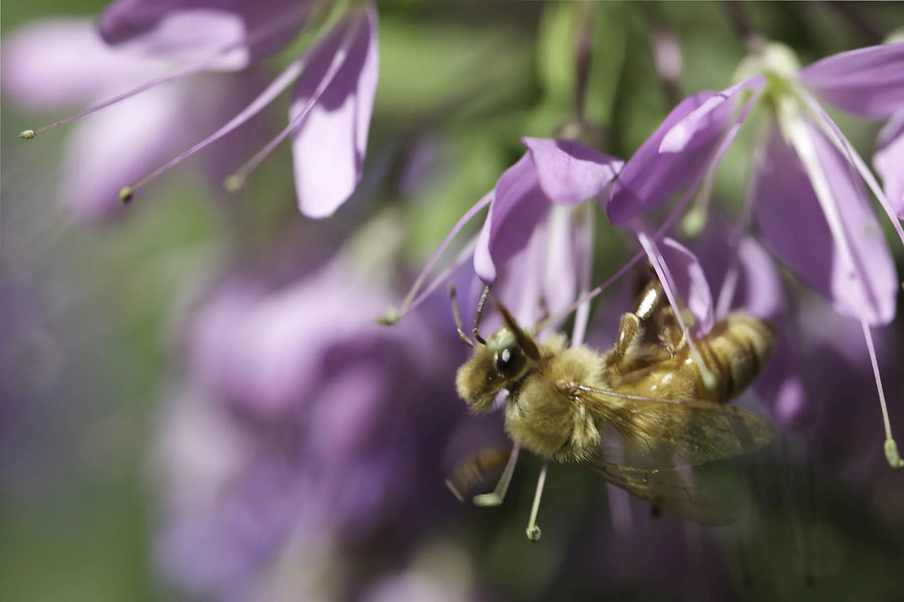 BEES! — Baumgratz Garden Design