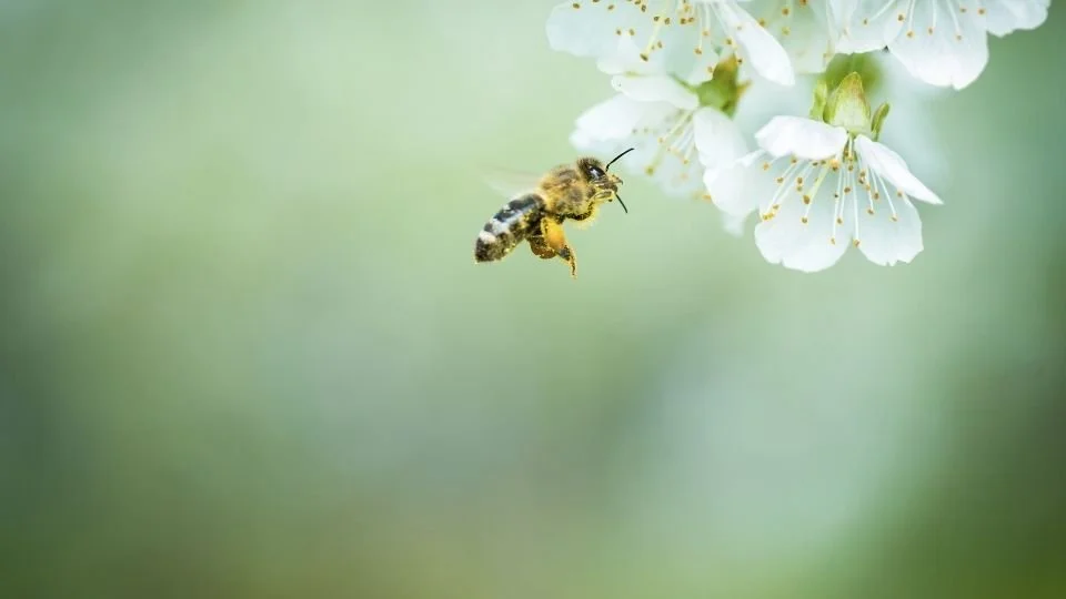 How Scent Affects Honey Bees (And Why It's Important)