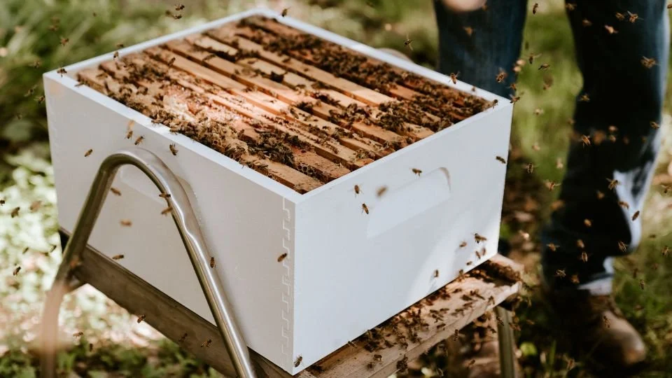 Bee Space: The Genius Discovery That Changed Modern Beekeeping