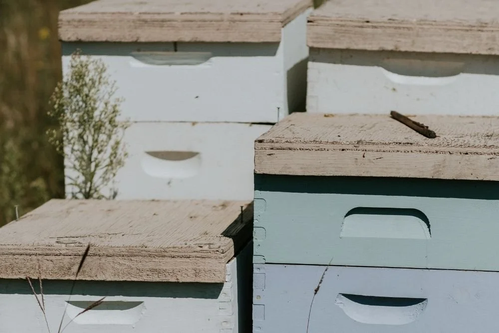 6 Must-Dos to Prepare Your Hives for Spring