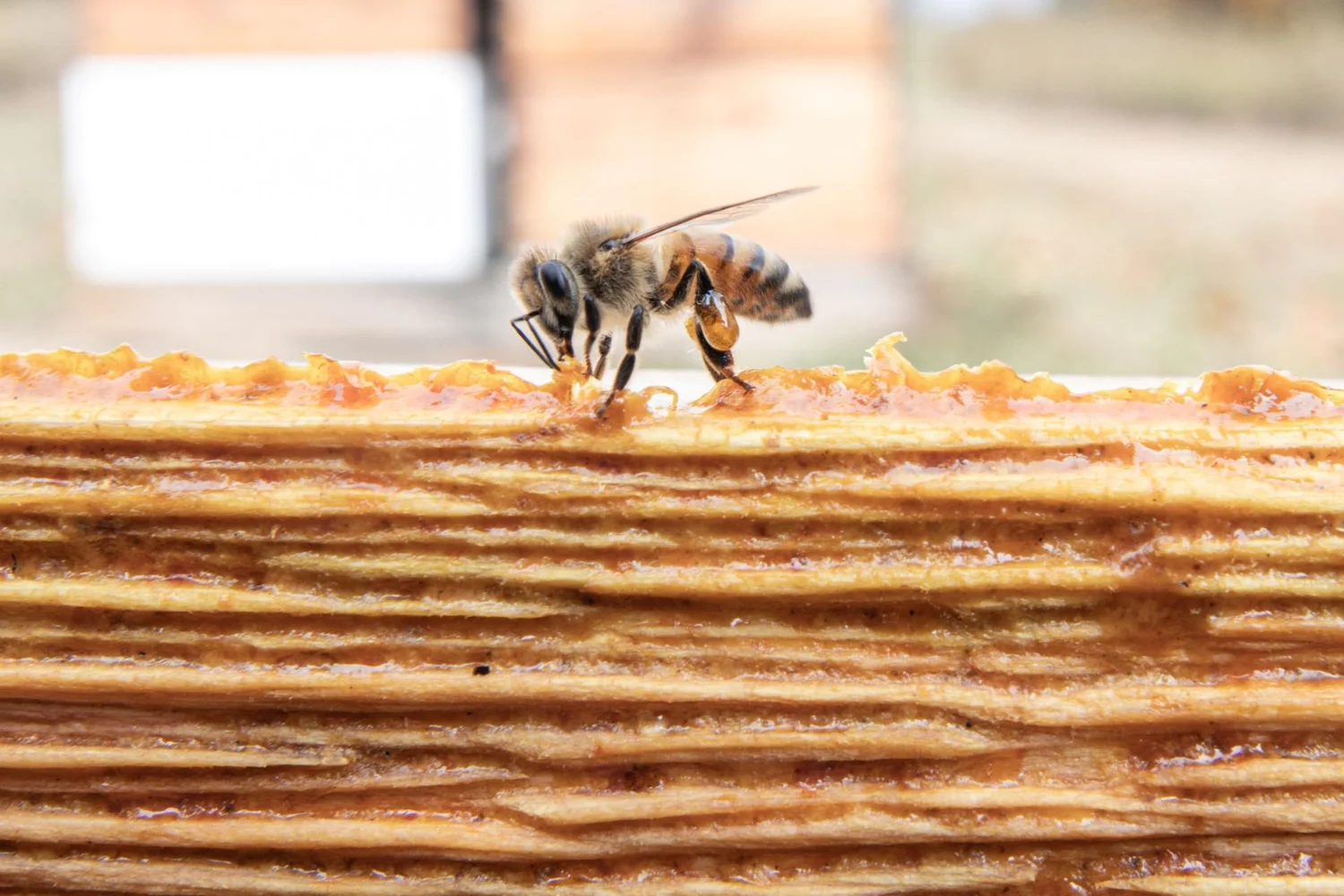 Shop | Hives | Deep Propola Hive Kit
