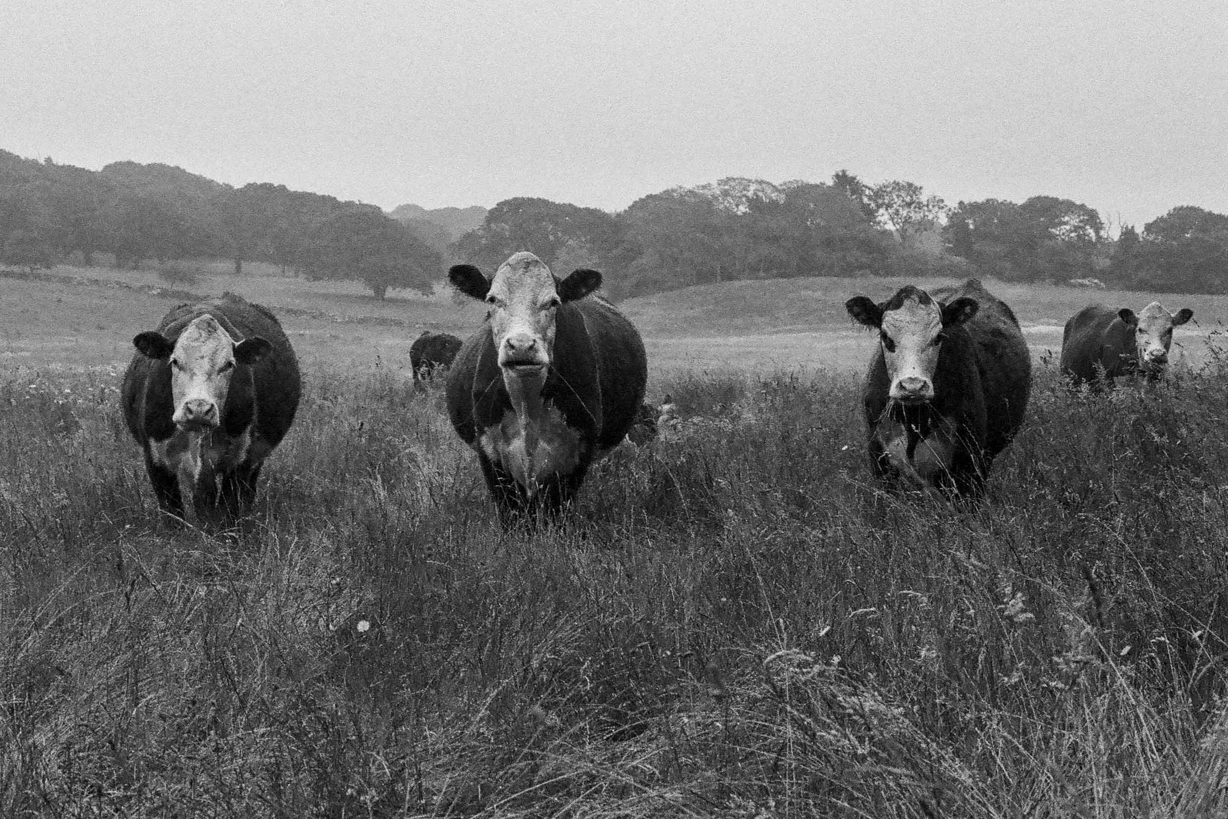 Jeremy Brenner — Old Sculpin Gallery/MVAA