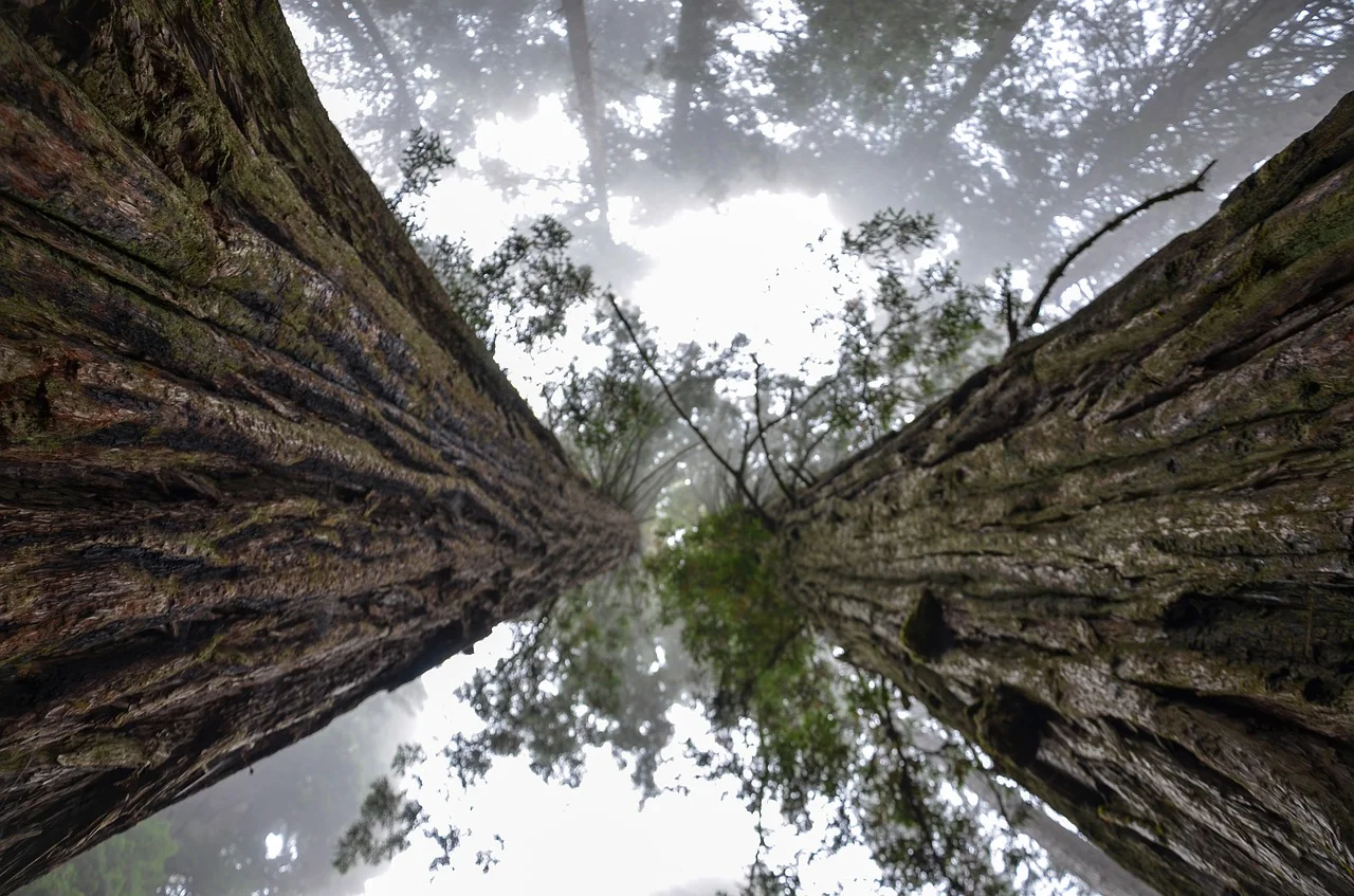 Forests of Cascadia — Cascadia Department of Bioregion