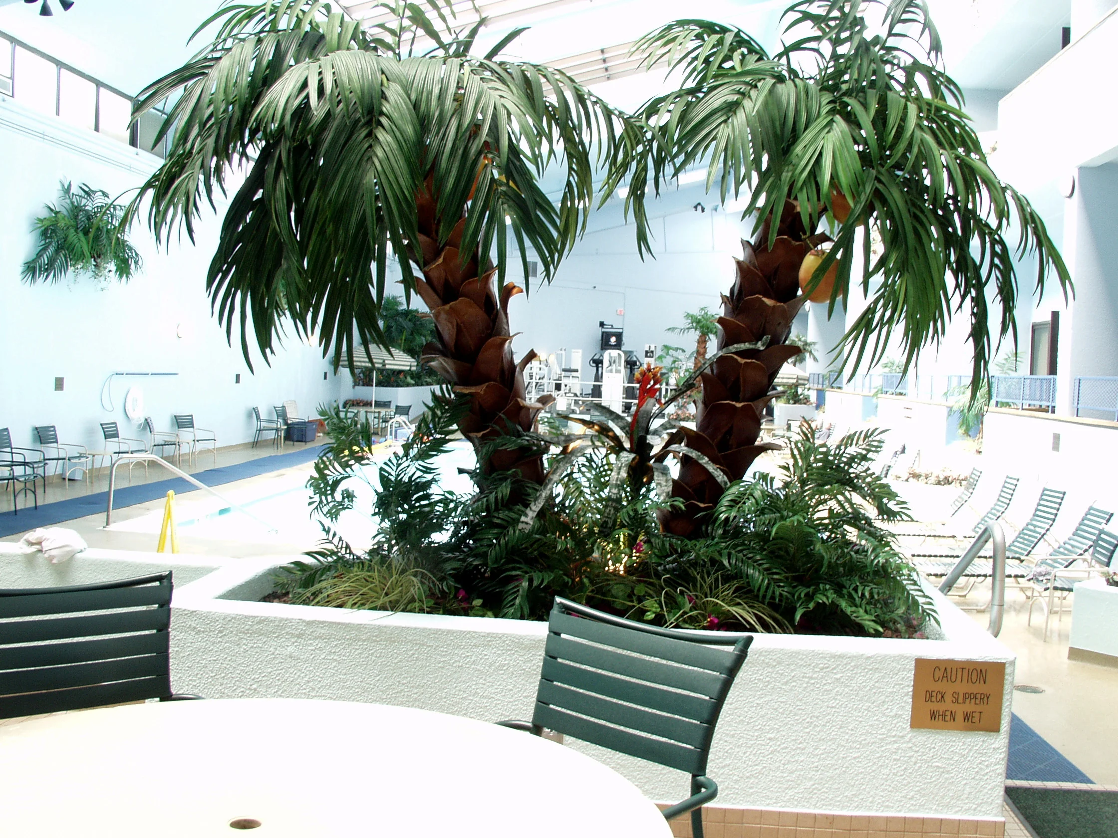 Gallery of Commercial Design — SILK TREES