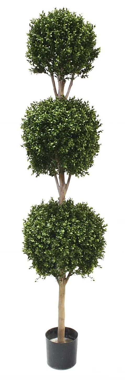 OUTDOOR TREES •BOXWOODS •SHRUBBERY — SILK TREES