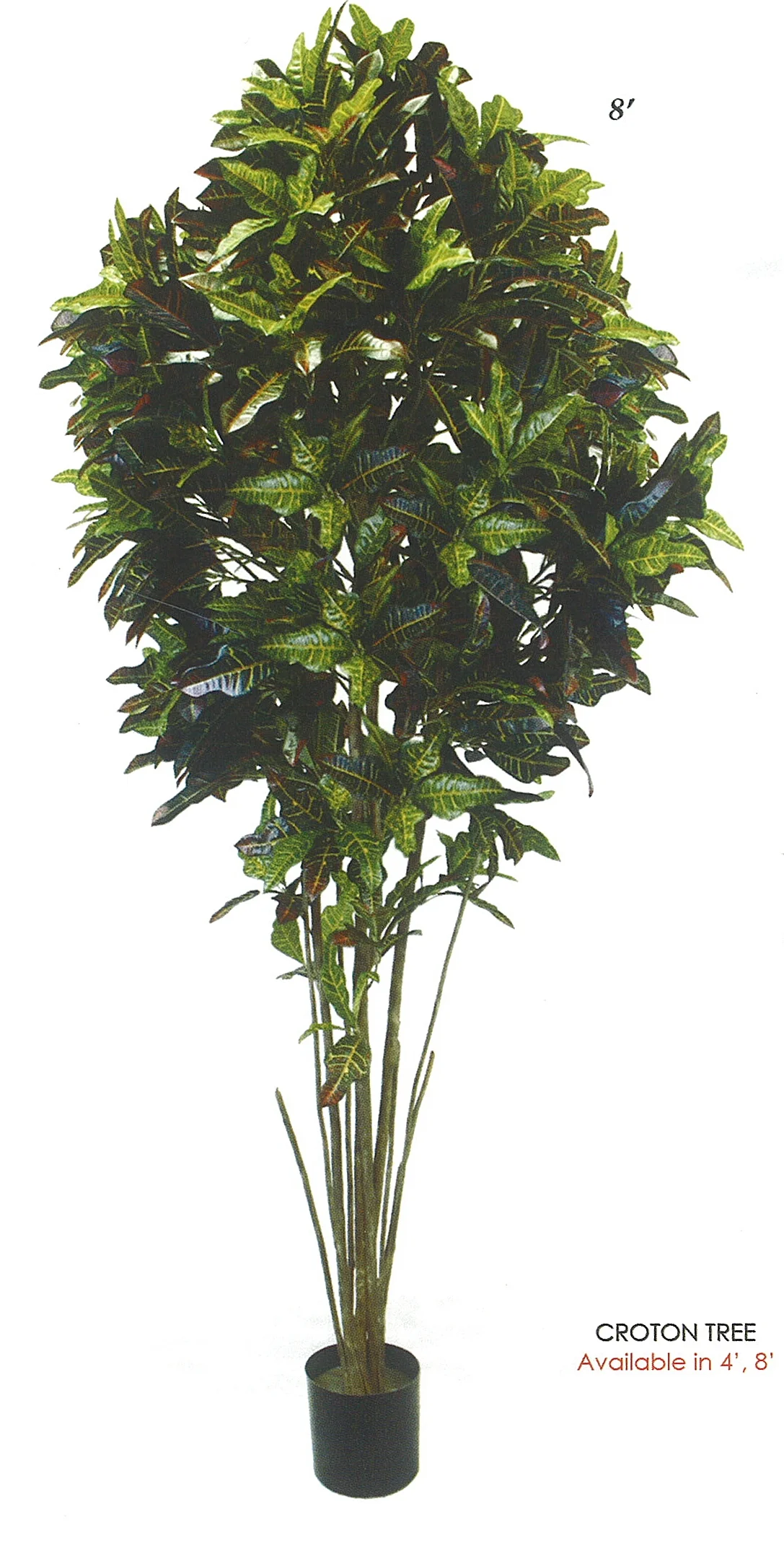 •PLANTS •BONSAI •SUCCULENTS — SILK TREES